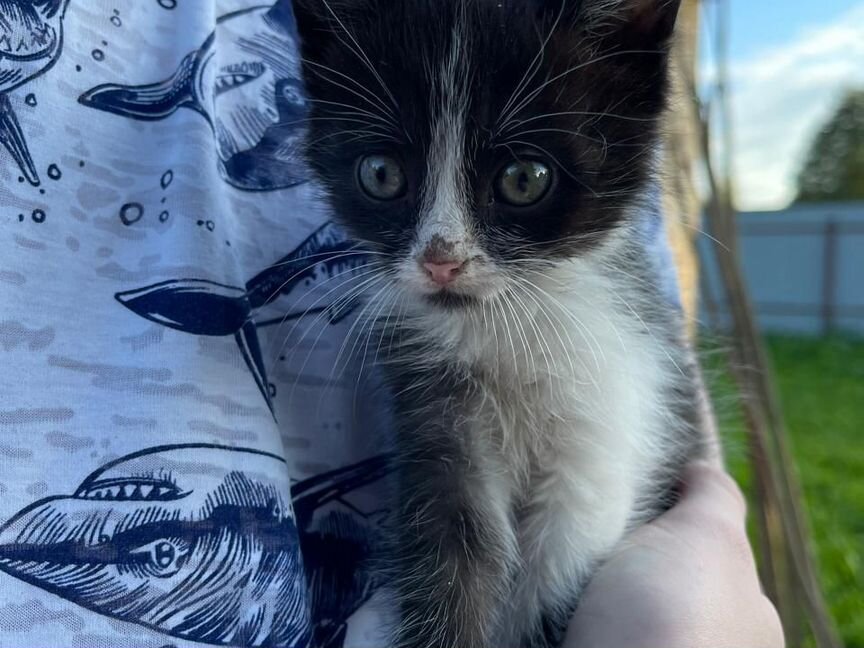 Котята ищут дом