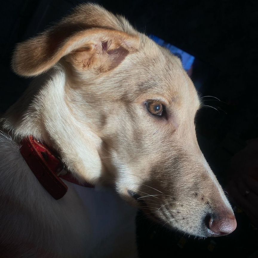 Собака в добрые руки Яра