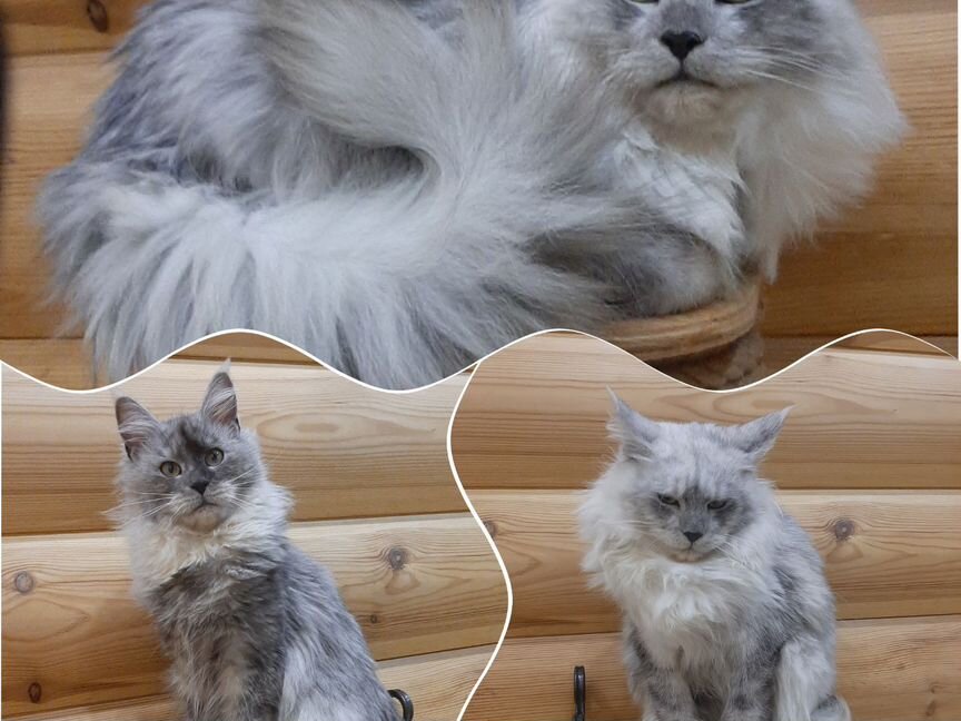 Котята Мейн-кун