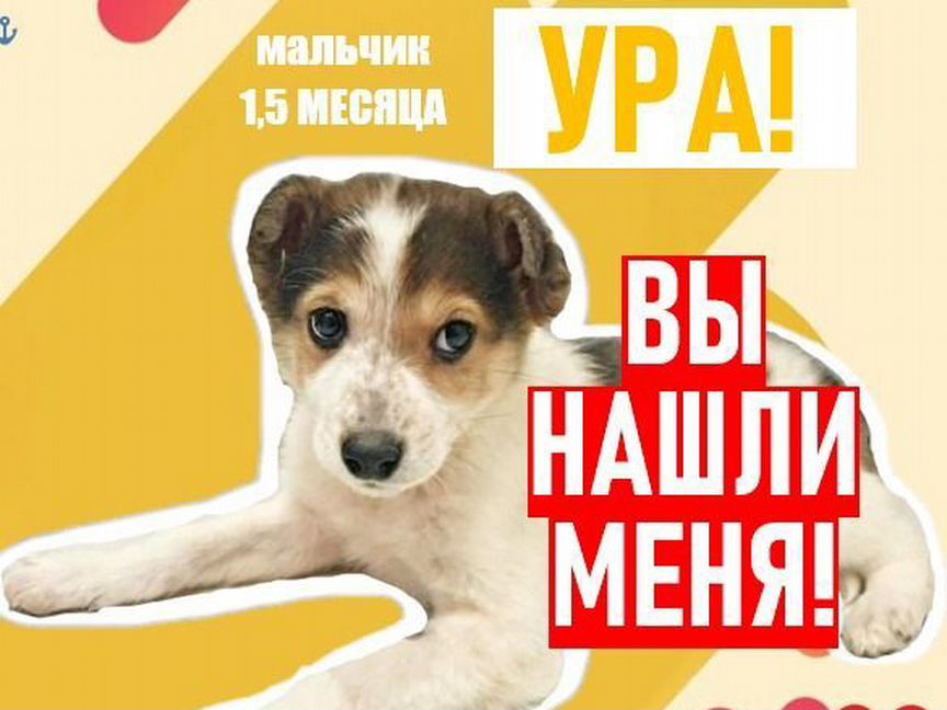 Щенок мечты