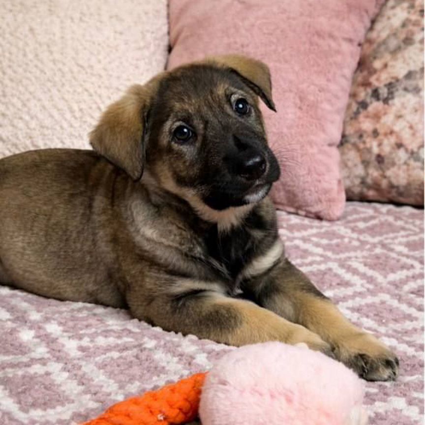 Щенок в добрые руки