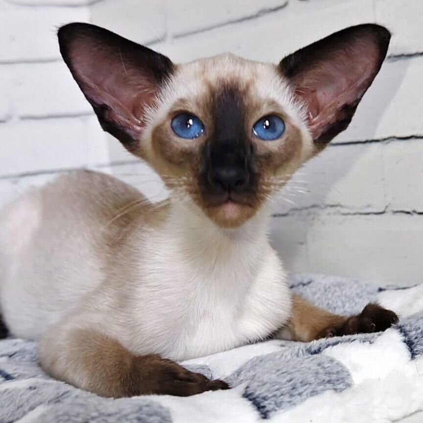 Ориентальный котёнок