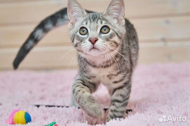 Котенок Топуш в дар