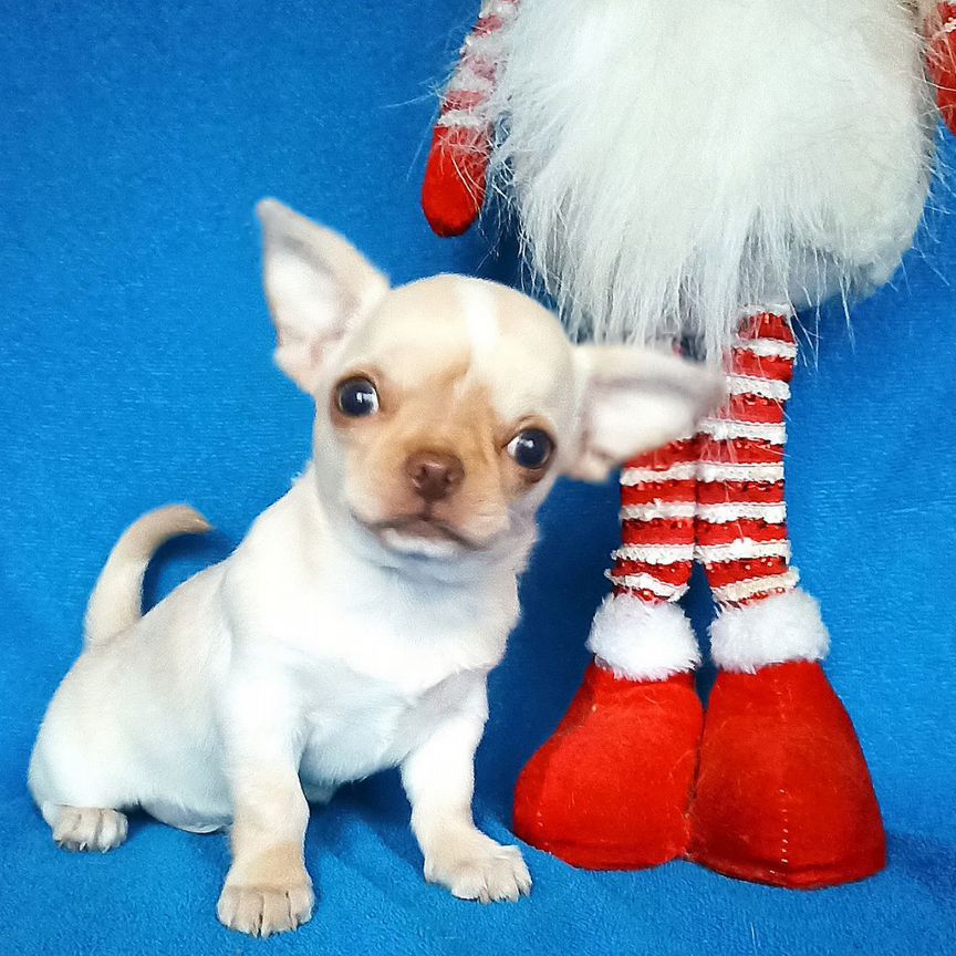 Чихуахуа, щенок