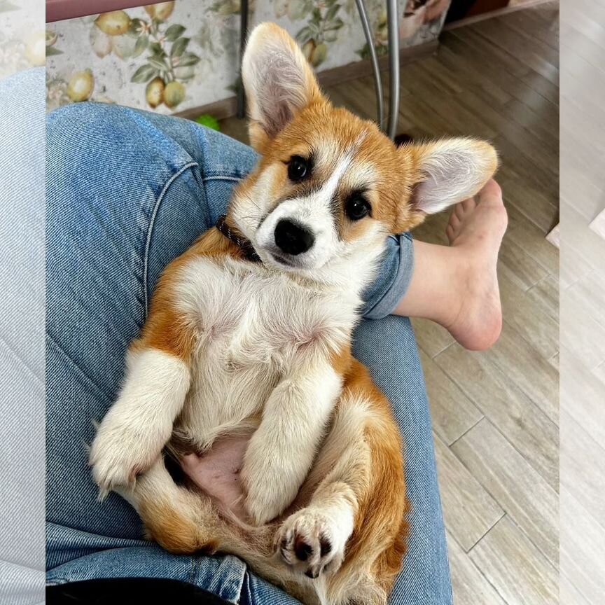 Вельш Корги Пемброк, щенок