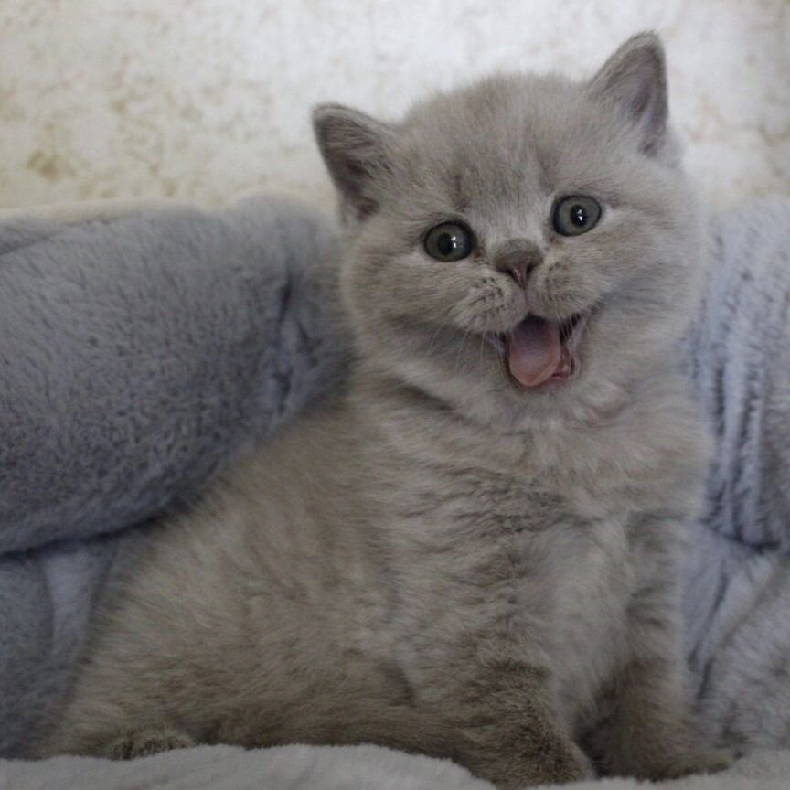 Шотландские котики в поиске своих родителей