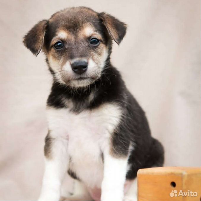 Манюня, 1.5 месяца, добрым людям, бесплатно