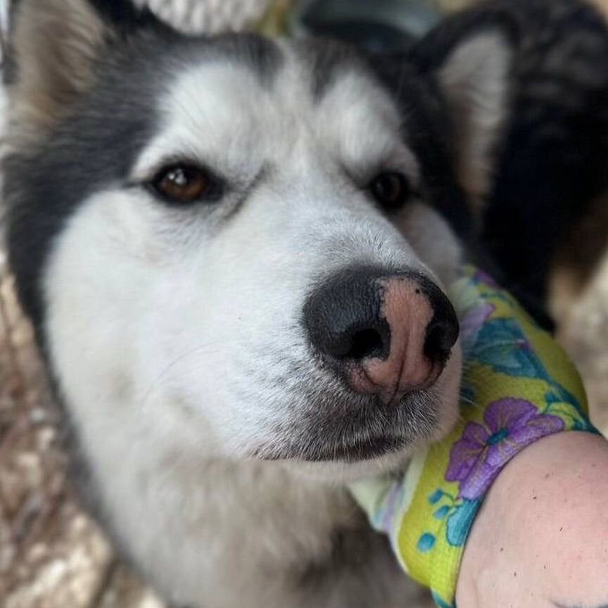 Сибирский хаски, взрослый пёс