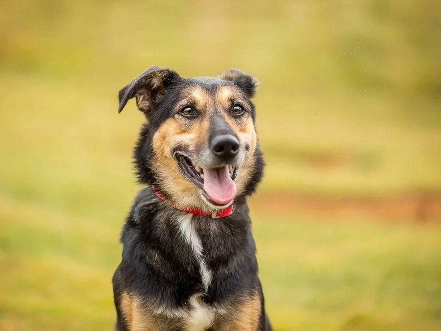 Собака в добрые руки Рэми