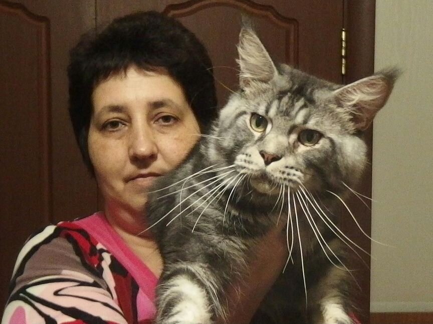 Котята мейн кун