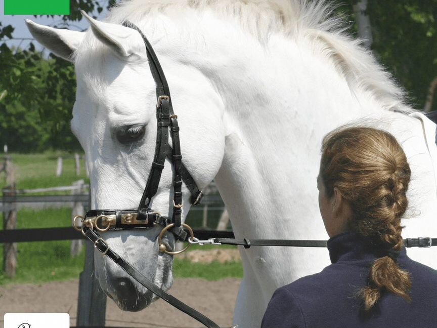 Кожаный кавессон busse