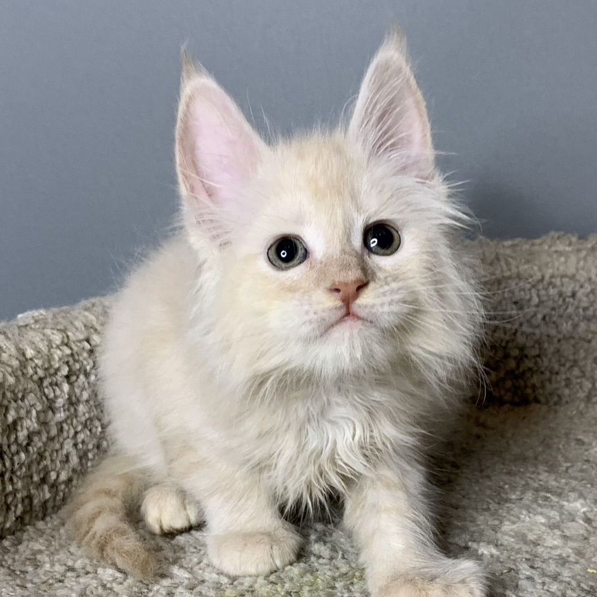 Красавчик мальчик