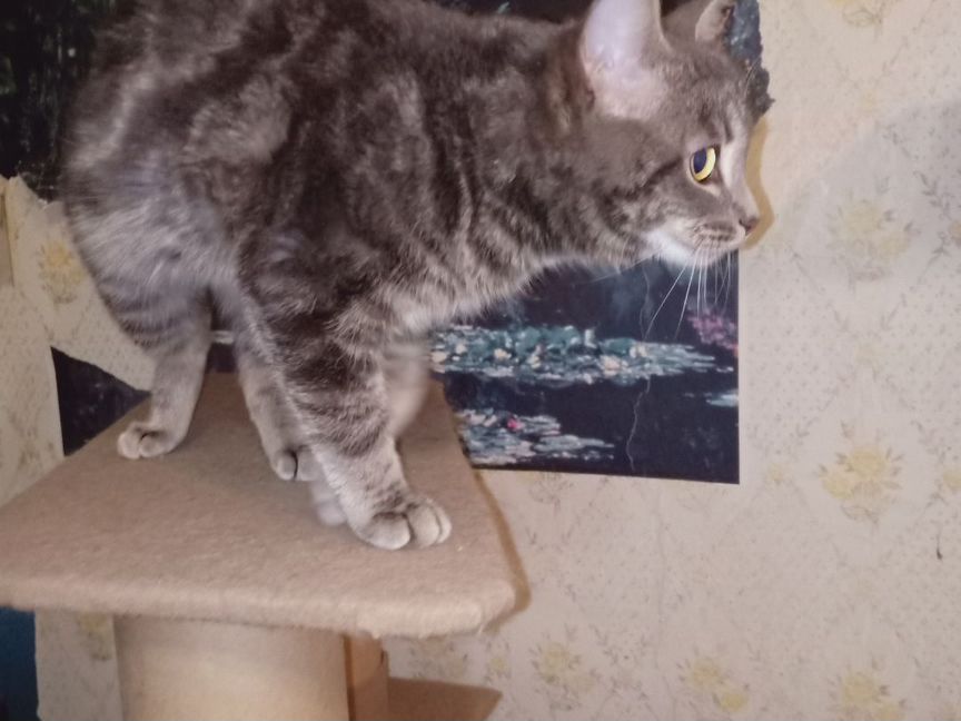 Котик в добрые руки