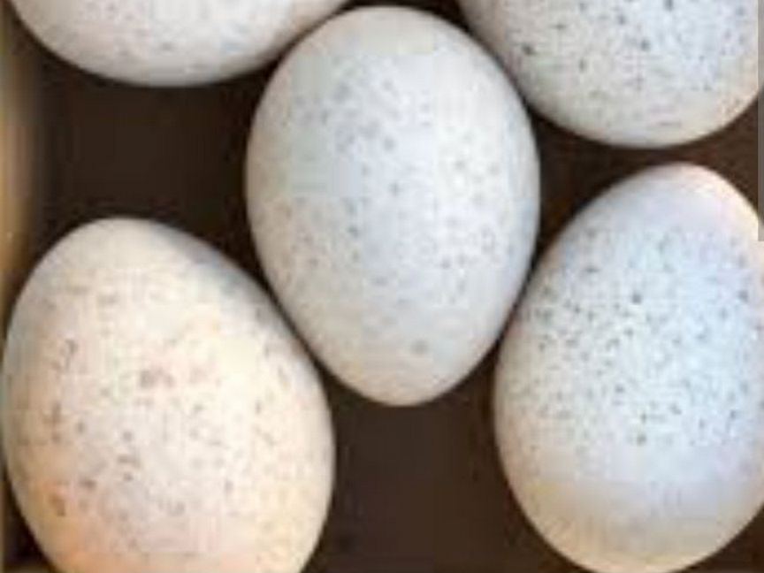 Продажа индюшат