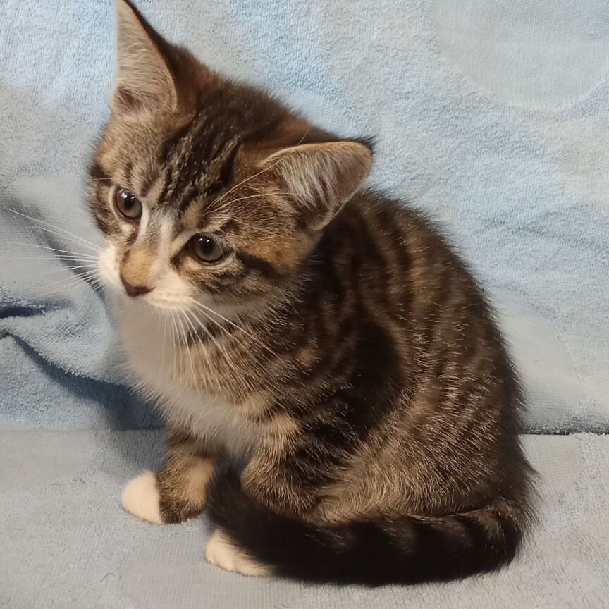 Котята в добрые руки бесплатно