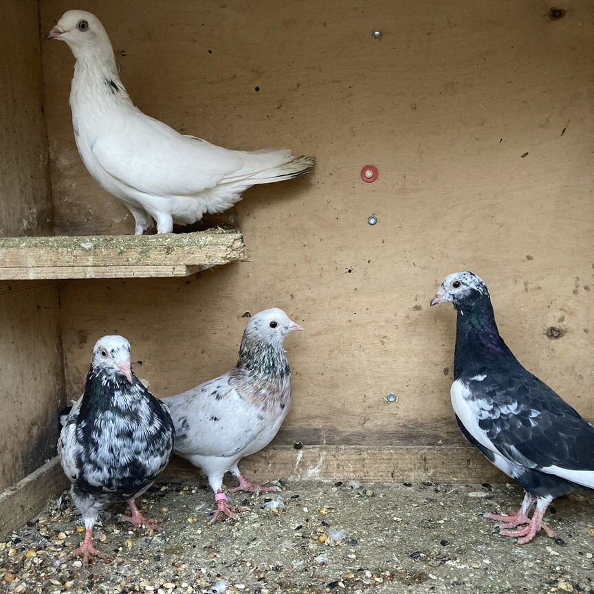 Голуби бакинцы