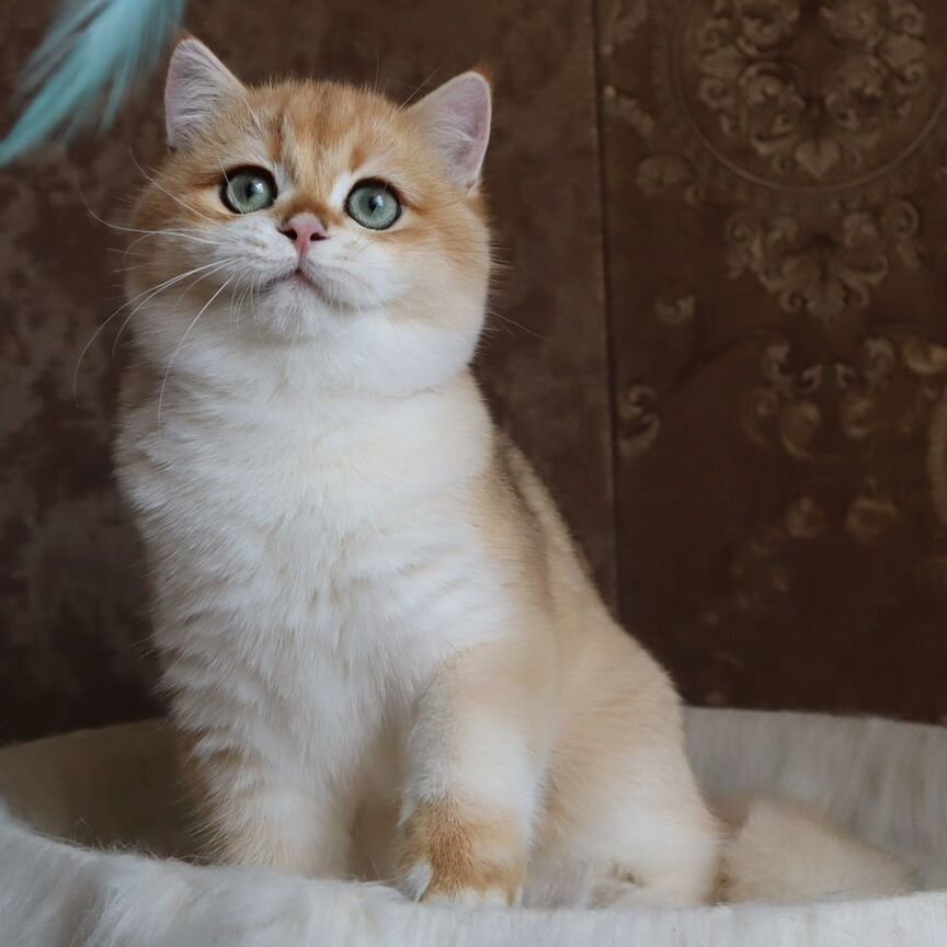Британские котята золотая шиншилла 6 мес
