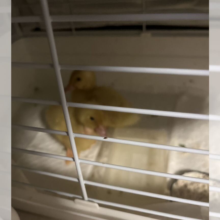 Утята в добрые руки