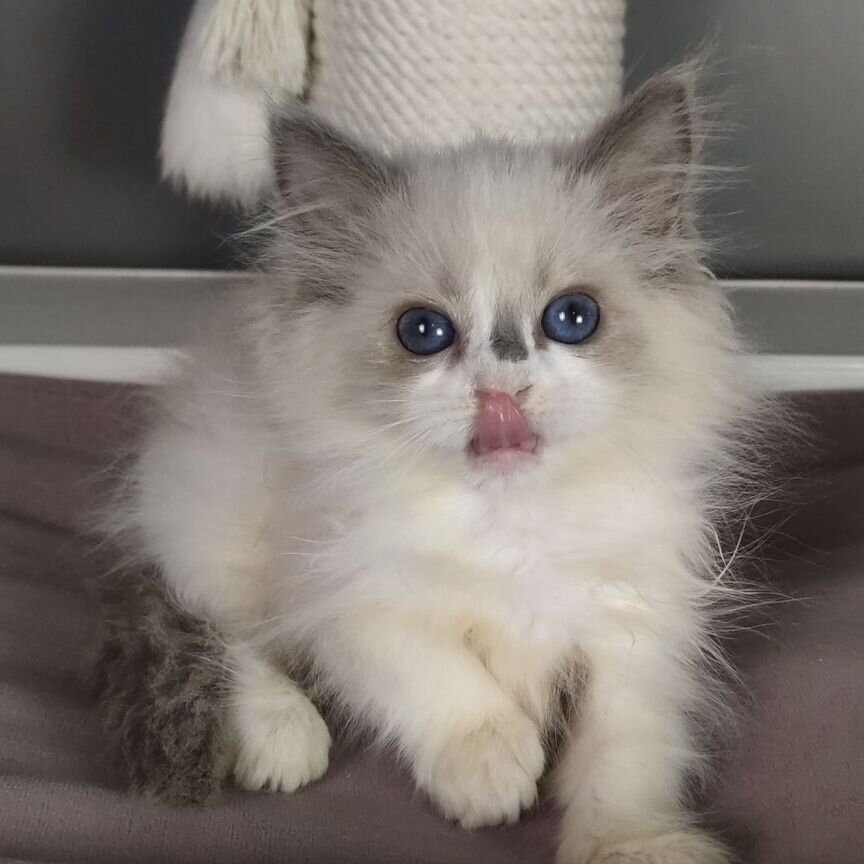 Ванилька, девочка рэгдолл с родословной