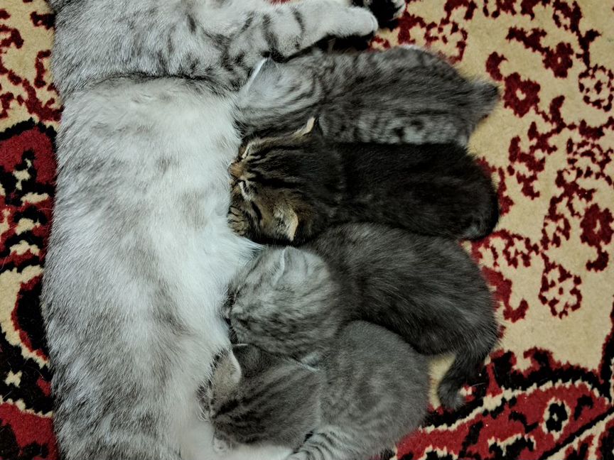 Шотландские котята