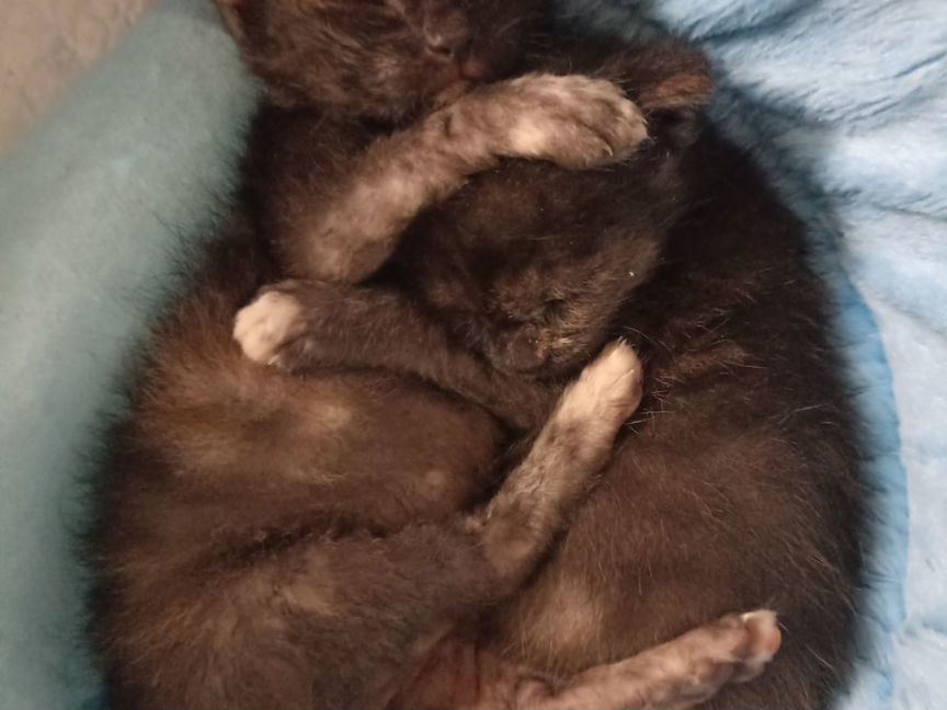 Котята в добрые руки даром девочки