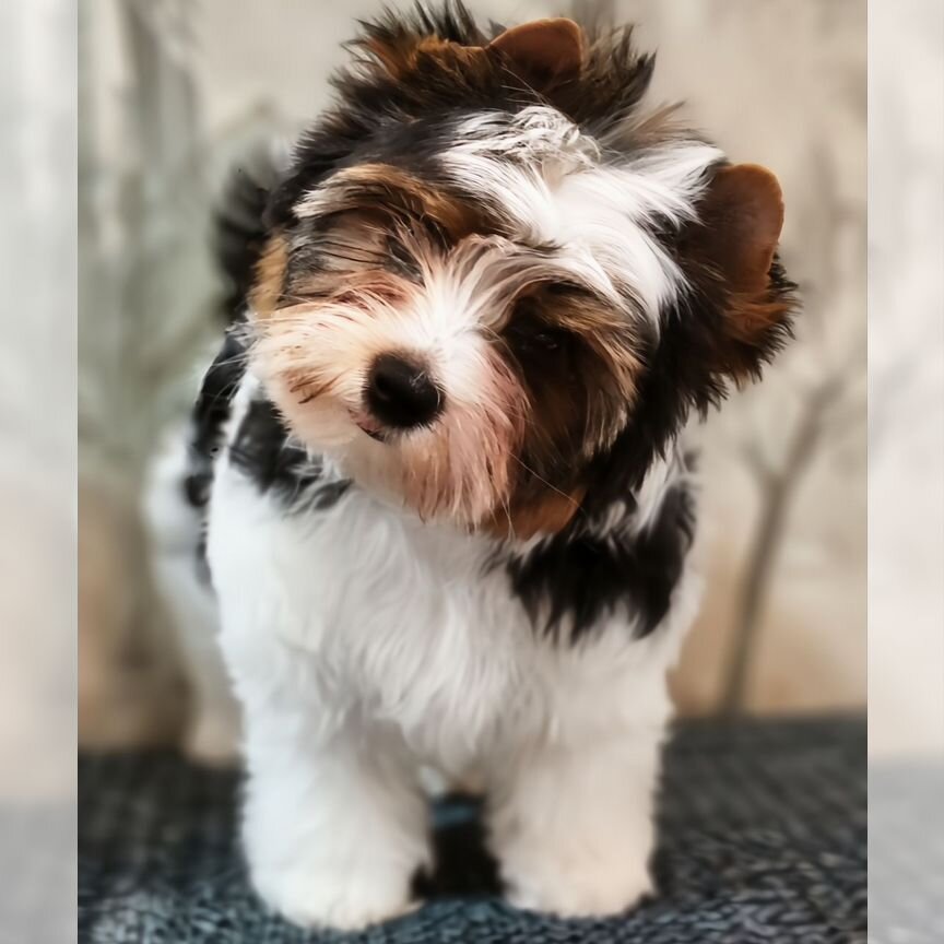 Бивер-йоркширский терьер, щенок