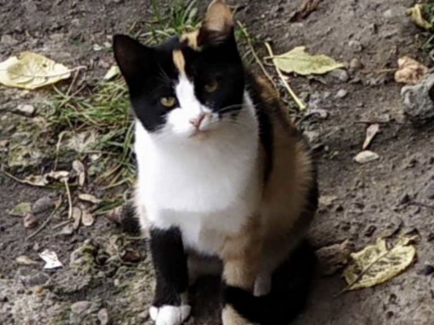 Киска ищет хозяина