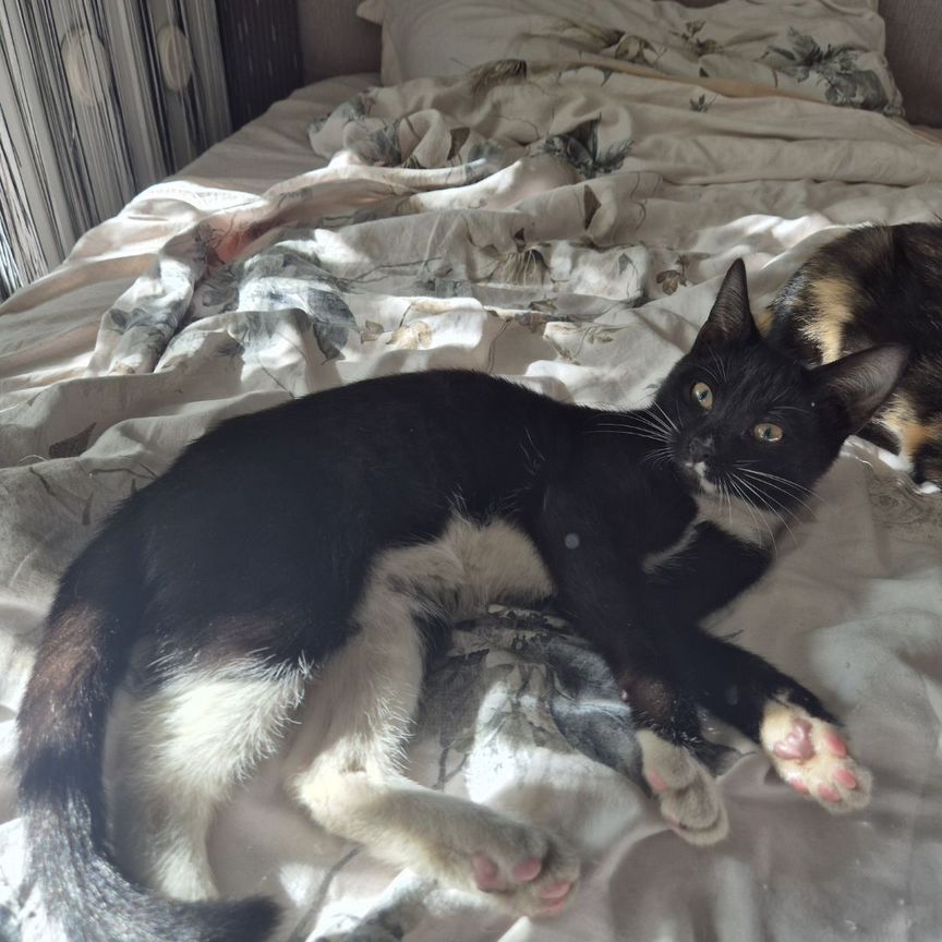Котята в добрые руки бесплатно