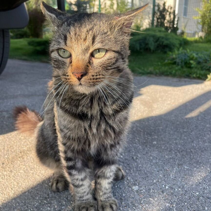 Кот