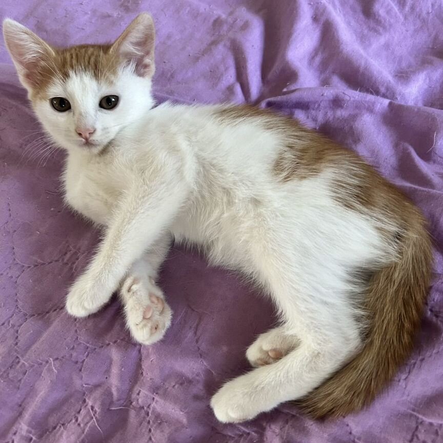 Котёнок в добрые руки