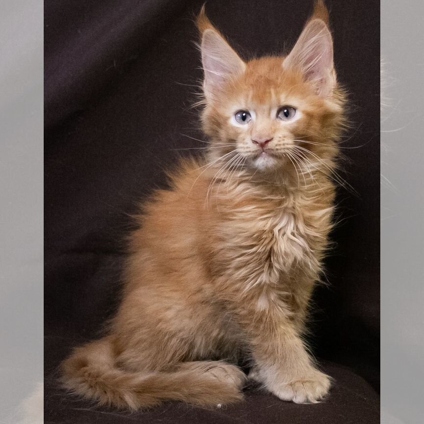 Котята мейн-кун полидакт