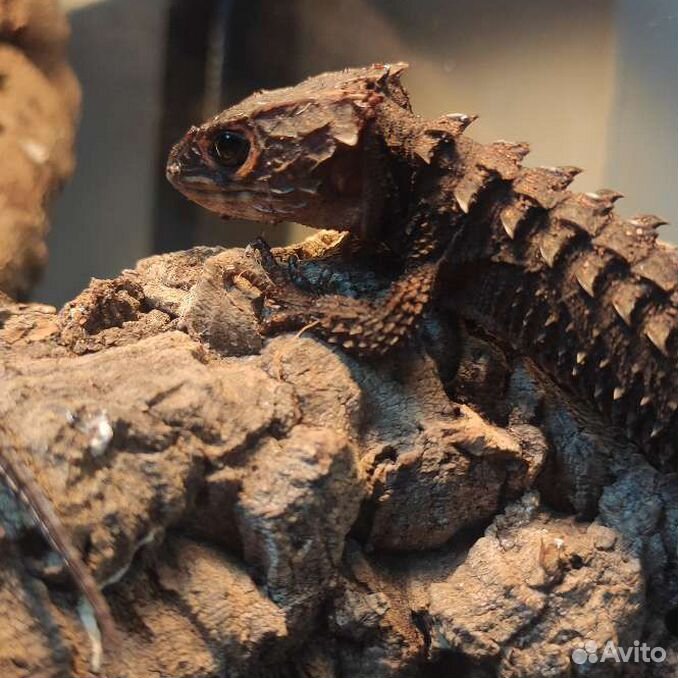 Крокодиловый сцинк