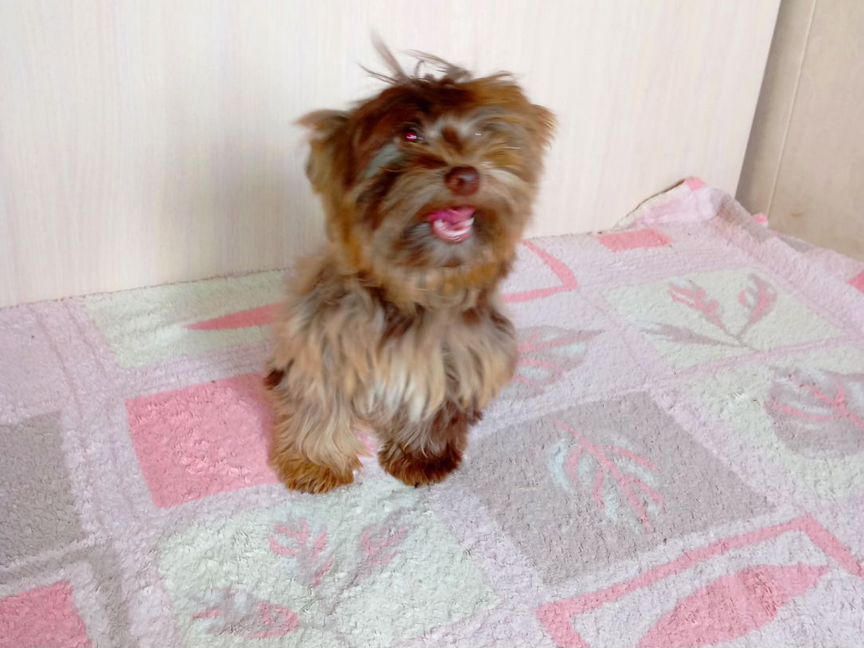 Ерка шоколадное мерле