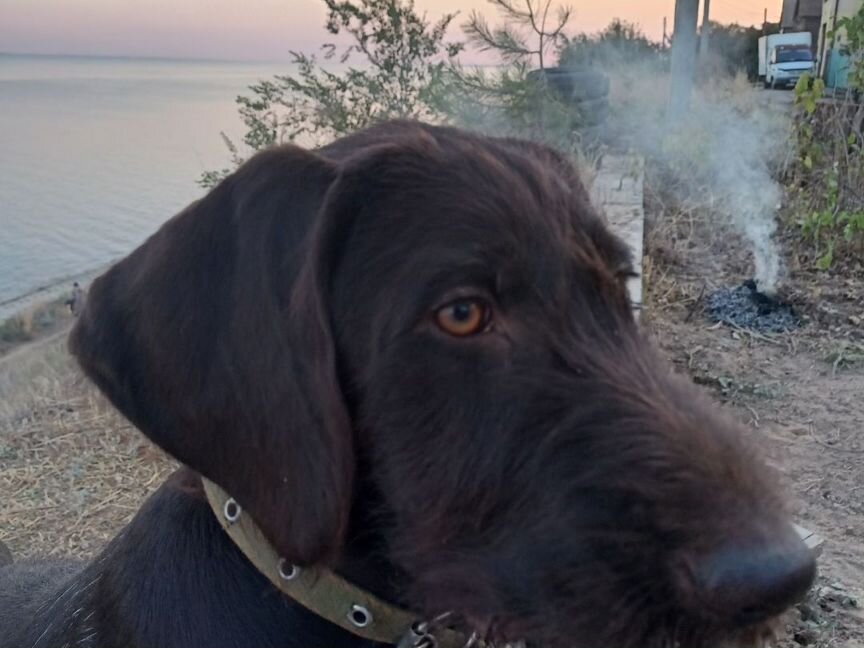 Дратхаар, сука, 09.05.23