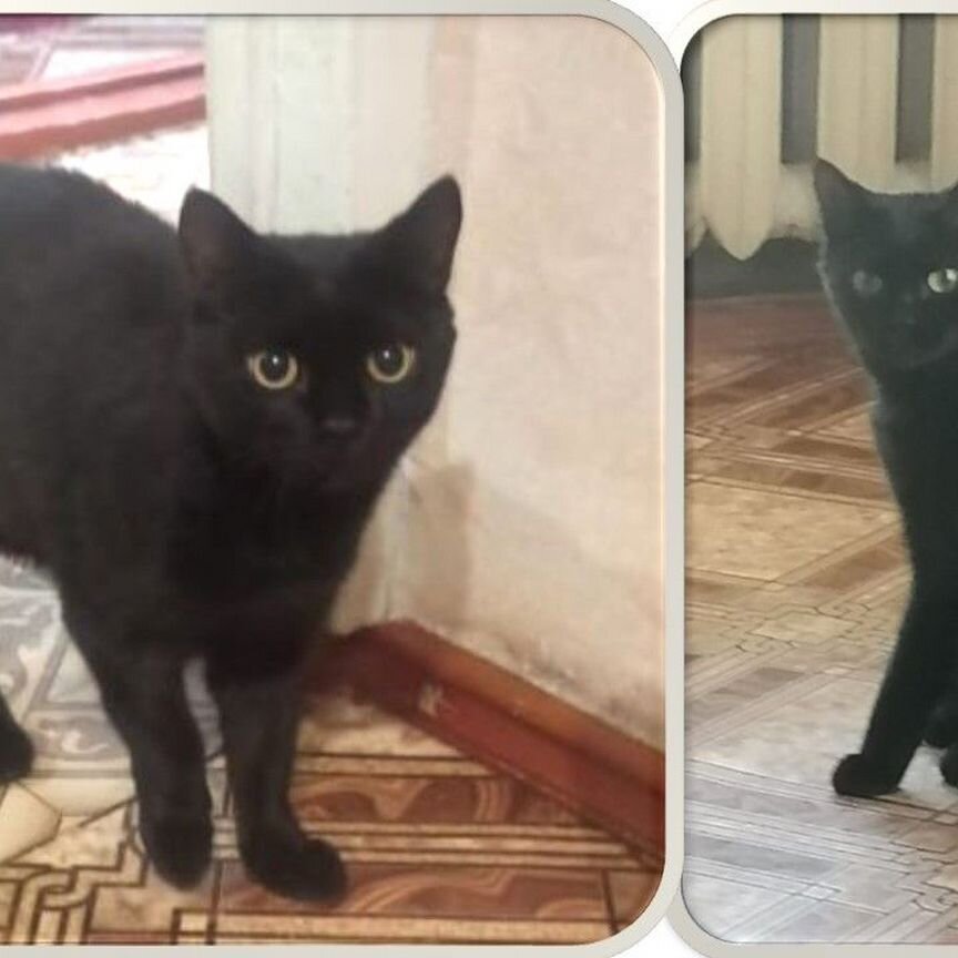 Кот Яшка ищет дом
