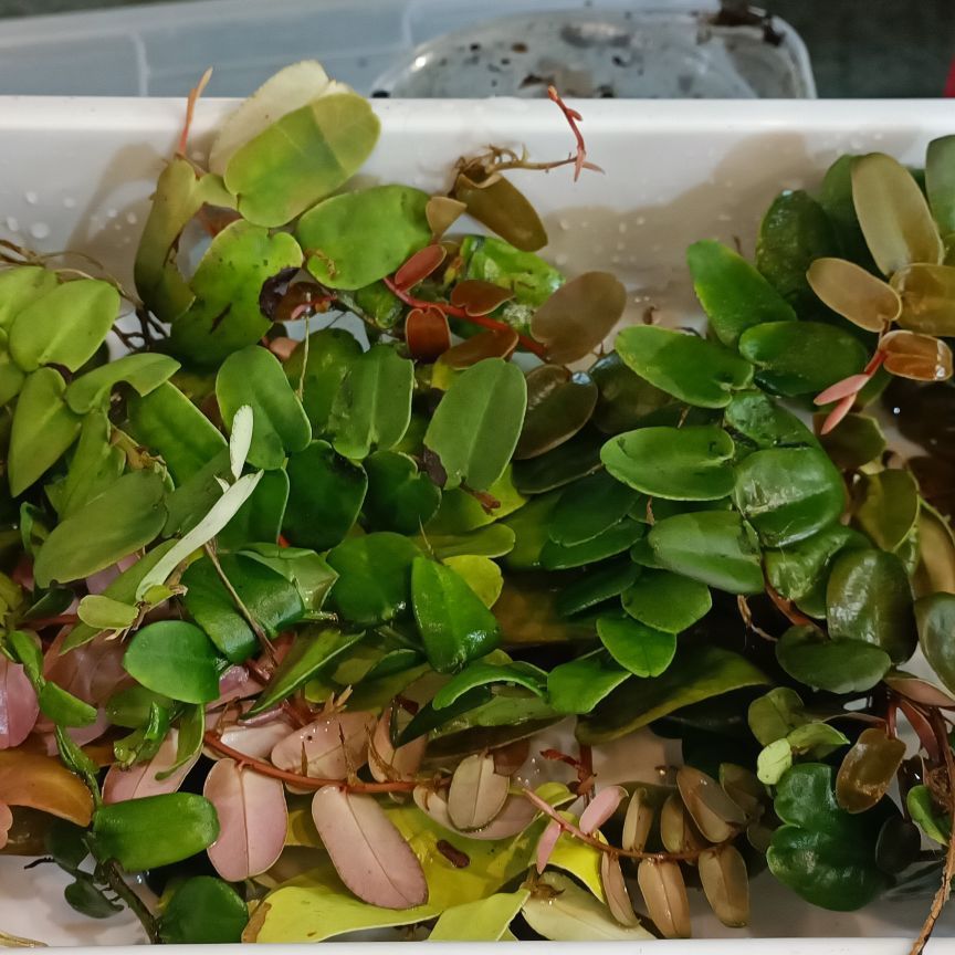 Маркгравия