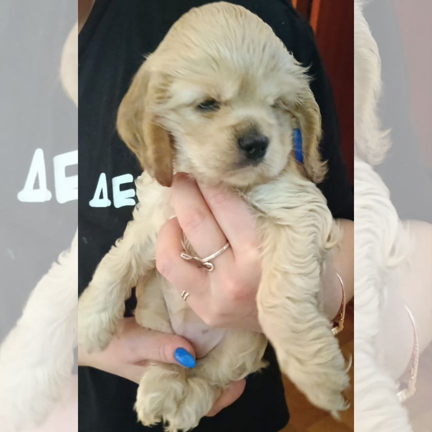 Американский кокер-спаниель, щенок