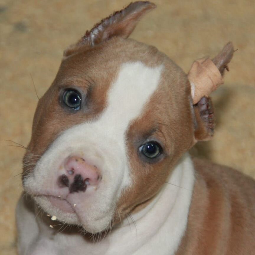 Американский стаффордширский терьер, щенок