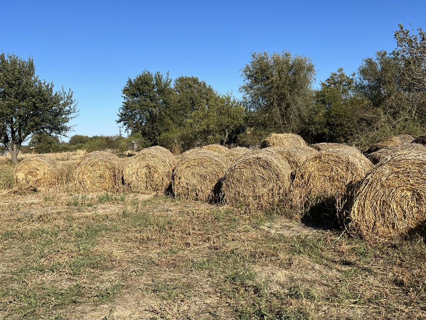Сено в рулонах