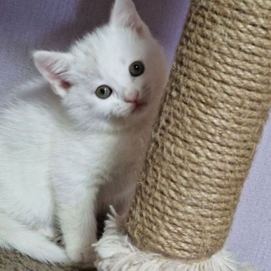 Котята русская. белая