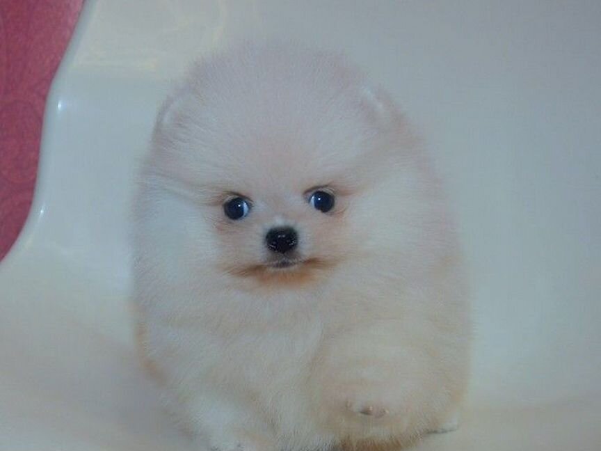 Померанский шпиц,курносые мини щенки с документами