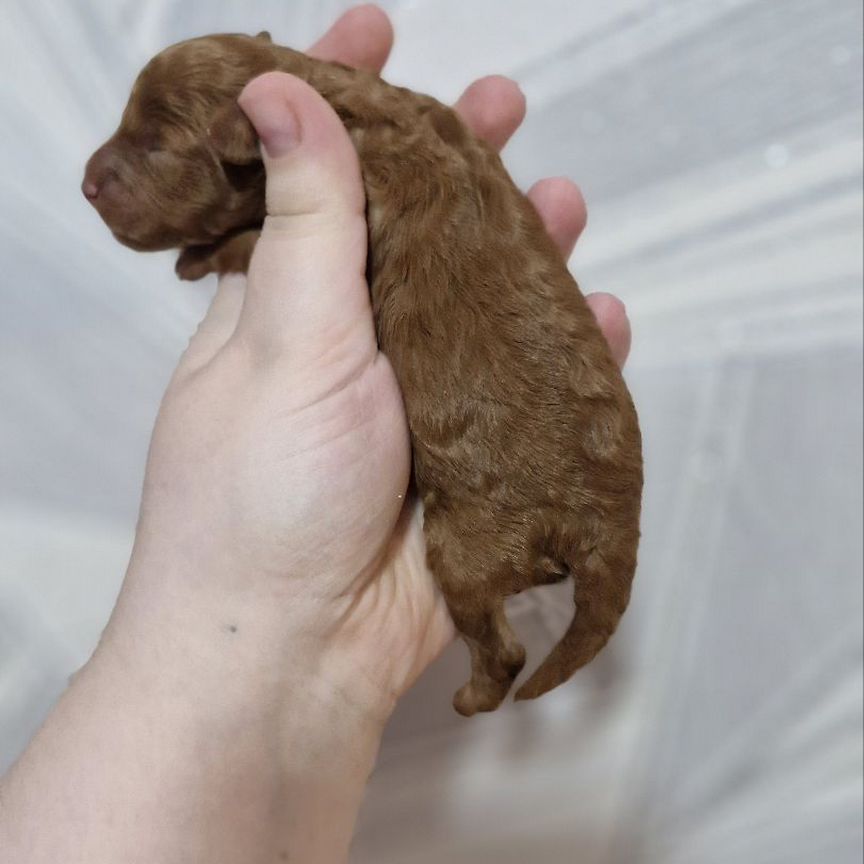 Девочка красного окраса, той-пудель