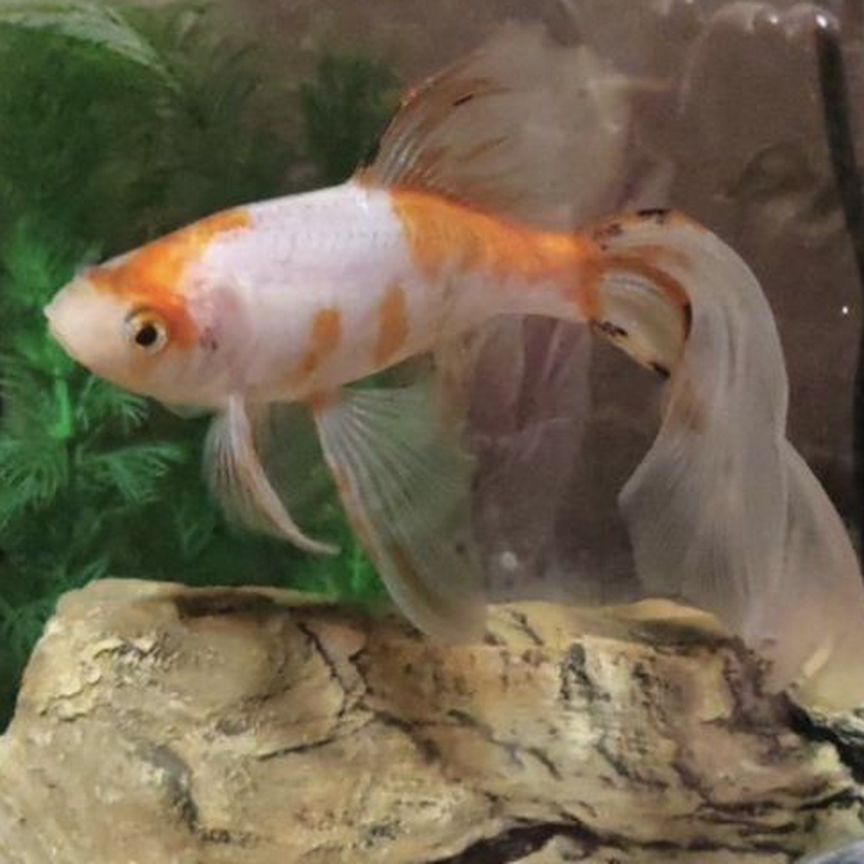 Золотая рыбка