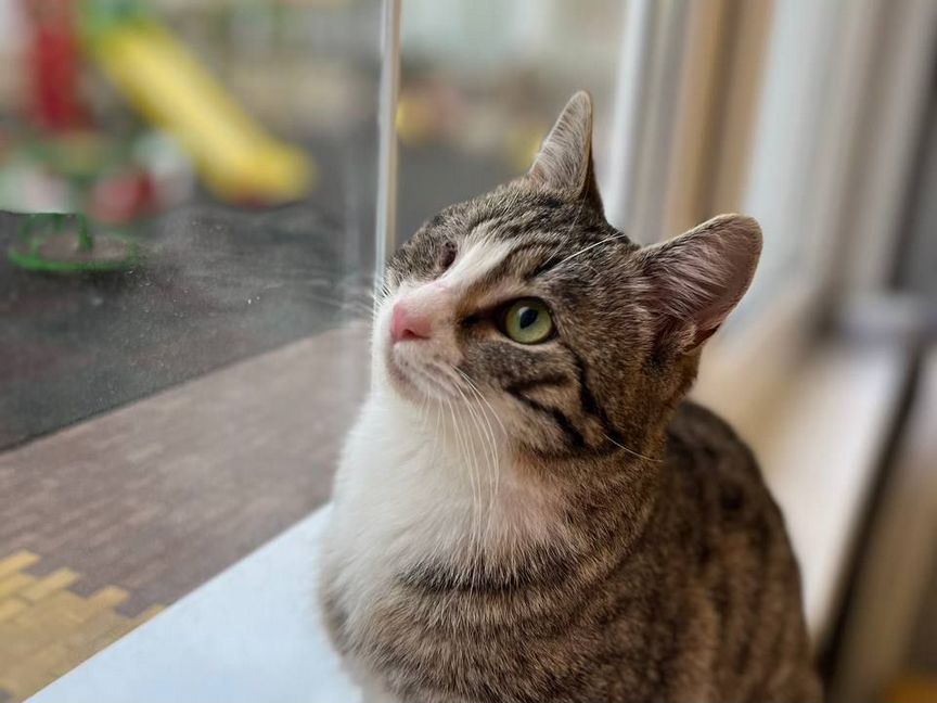 Ищем кошке дом, фин.куратора или передержку