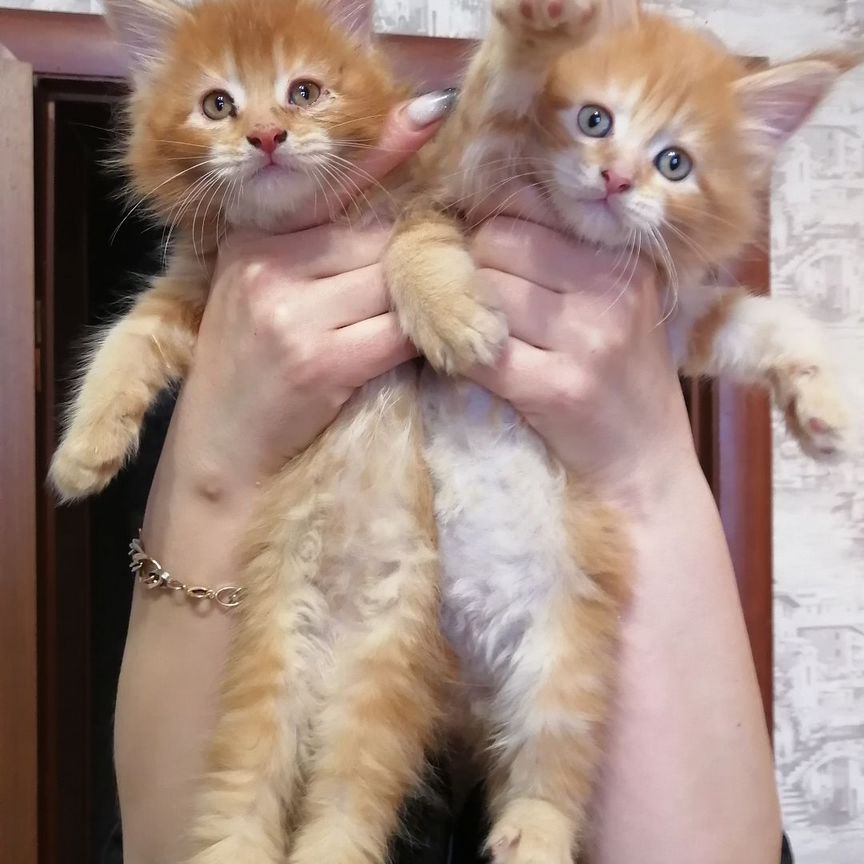 Котята мейн-кун