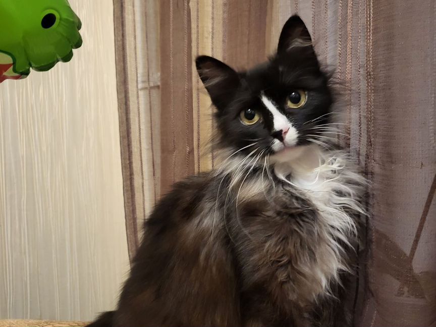 Котенок в дом
