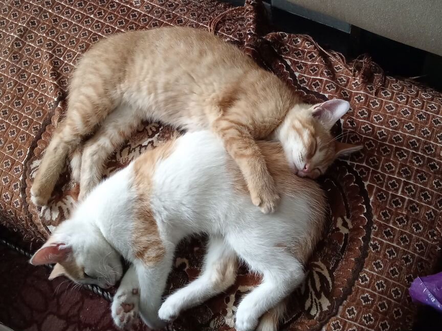 Котята ищут дом