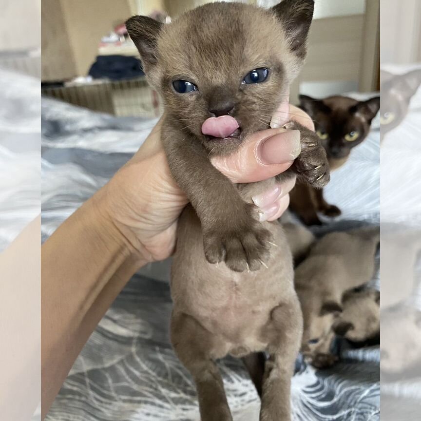 Европейский бурманский котёнок