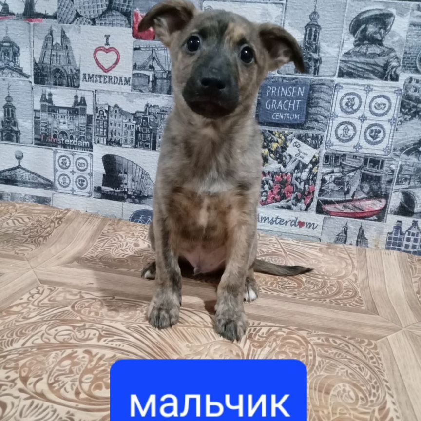 Отдам щенят в добрые руки