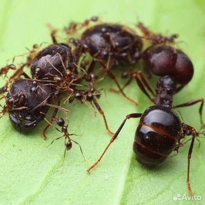Carebara diversa муравей мародер